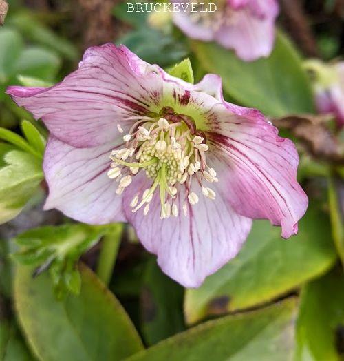 Helleborus ori. 'Picotee' | Bruckeveld