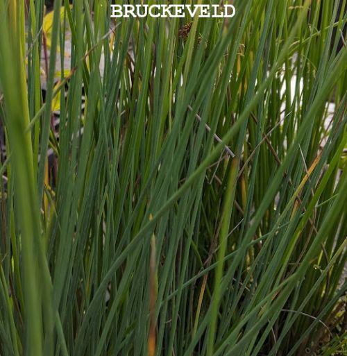 Juncus inflexus (glaucus) | Bruckeveld