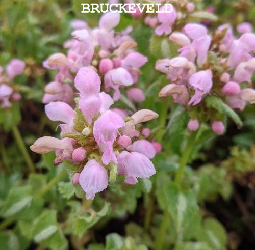 Lamium maculatum 'Shell Pink' | Bruckeveld
