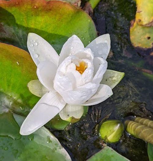 Nymphaea 'Alba' | Bruckeveld