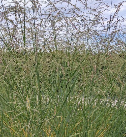 Panicum amarum | Bruckeveld
