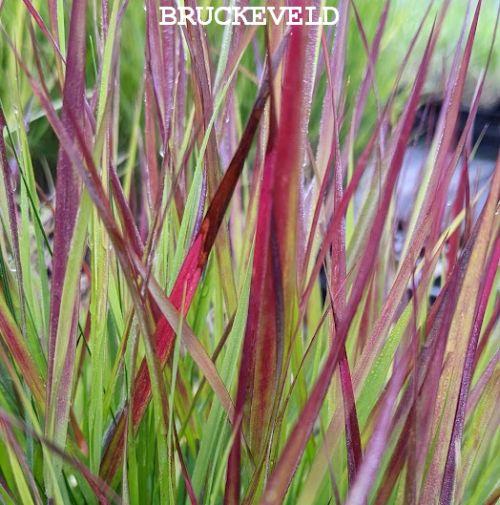 Panicum virgatum 'Cheyenne Sky' | Bruckeveld
