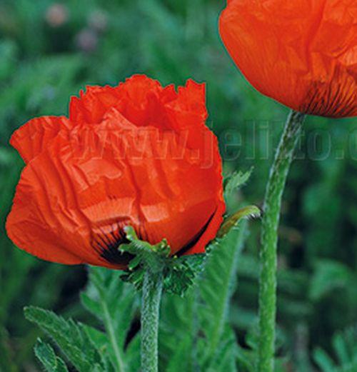 Papaver orientale 'Allegro' | Bruckeveld