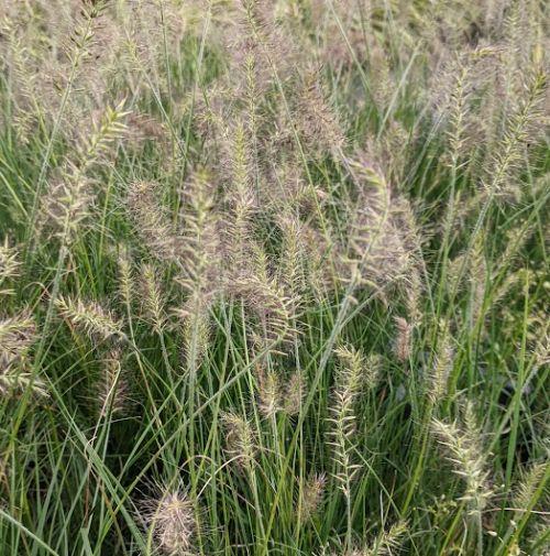 Pennisetum Alo Little Bunny Bruckeveld