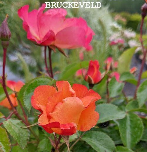 Rosa (stamroos) 'Bee Proud' | Bruckeveld