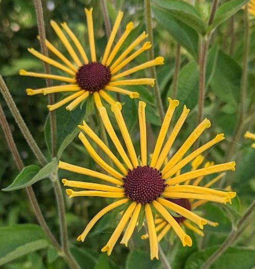 Rudbeckia subtomentosa 'Henry Eilers' | Bruckeveld