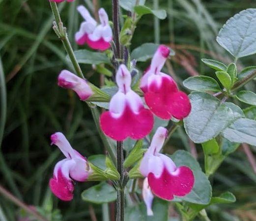 Salvia greggii 'Cherry Lips' | Bruckeveld
