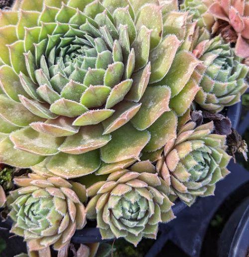 Sempervivum 'Ruby Star' | Bruckeveld