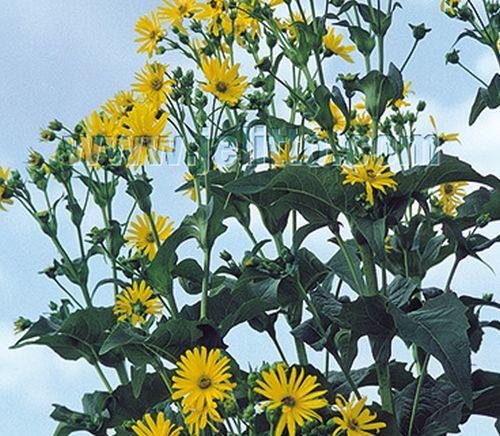 Silphium perfoliatum | Bruckeveld