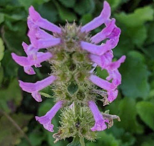 Stachys officinalis | Bruckeveld