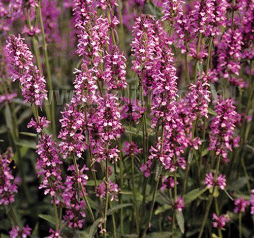 Stachys officinalis | Bruckeveld