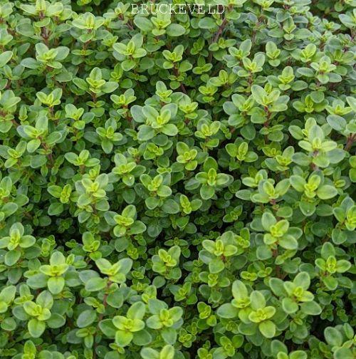 Thymus citriodorus 'Aureus' citroentijm | Bruckeveld