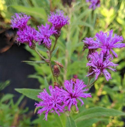 Vernonia angustifolia x missurica | Bruckeveld